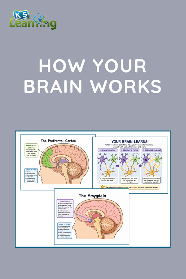 How Your Brain Works | K5 Learning