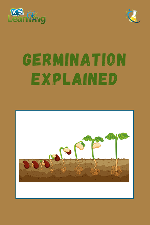 Germination Explained | K5 Learning